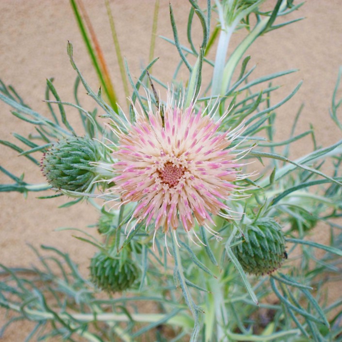 Pitcher's Thistle (Cirsium pitcheri) in bloom in Ludington State Park ...