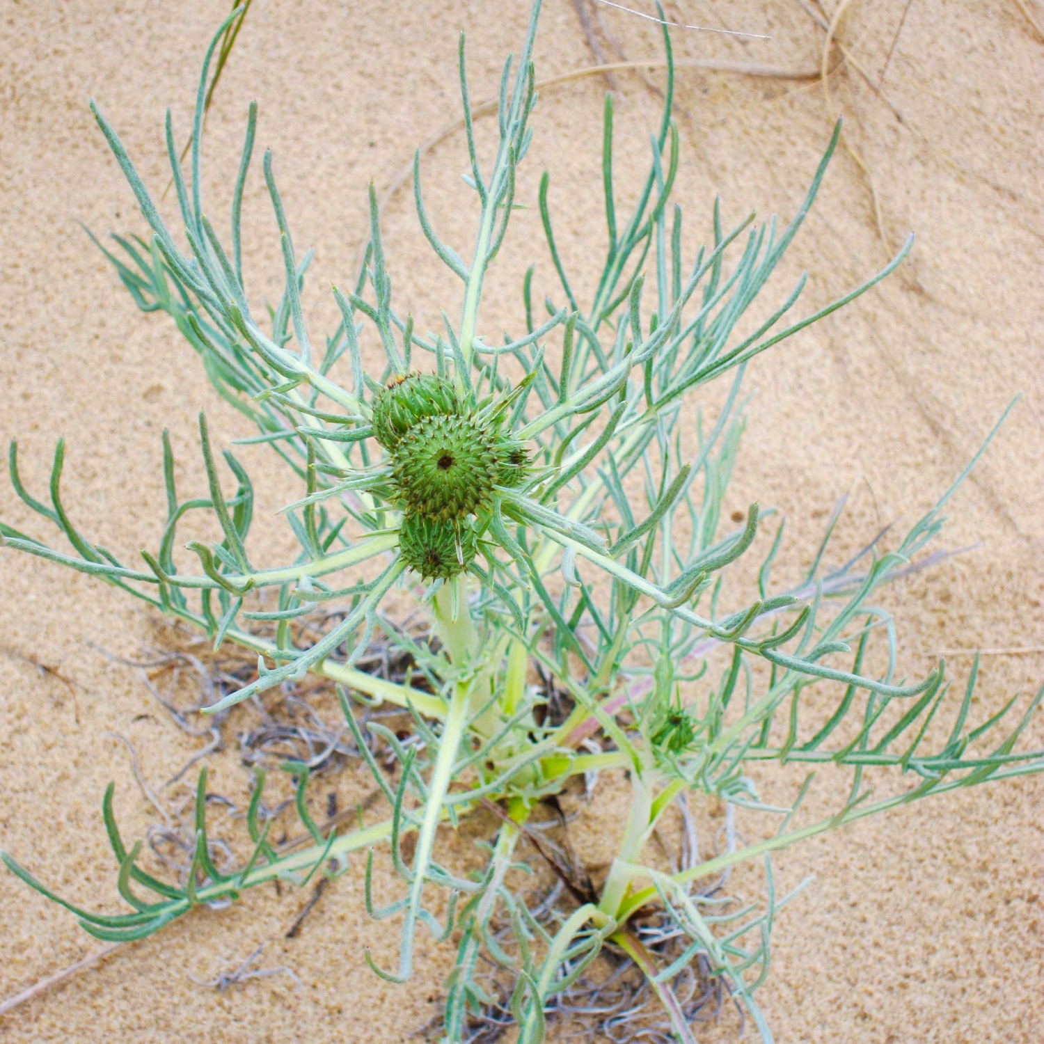 Pitcher's Thistle (Cirsium pitcheri) prior to bloom in Ludington State ...